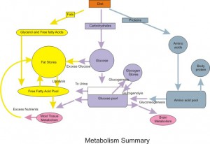 Metabolism & Nutrition – Lecture 5: Metabolic regulation – BigSmoke